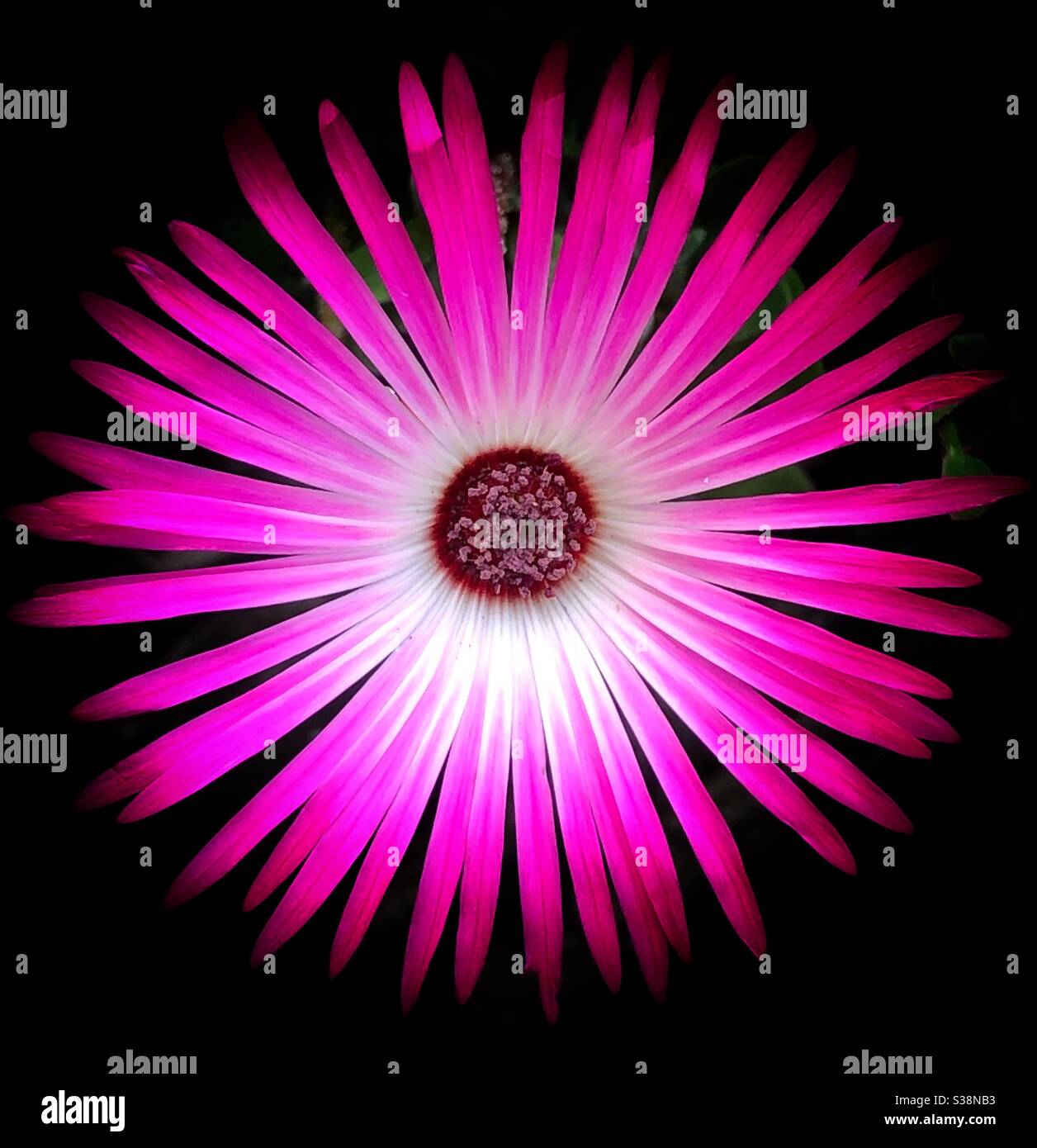 Flora a rosa immagini e fotografie stock ad alta risoluzione - Alamy