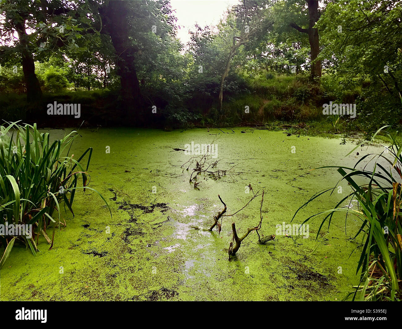 Ecosistema palude verde immagini e fotografie stock ad alta risoluzione ...