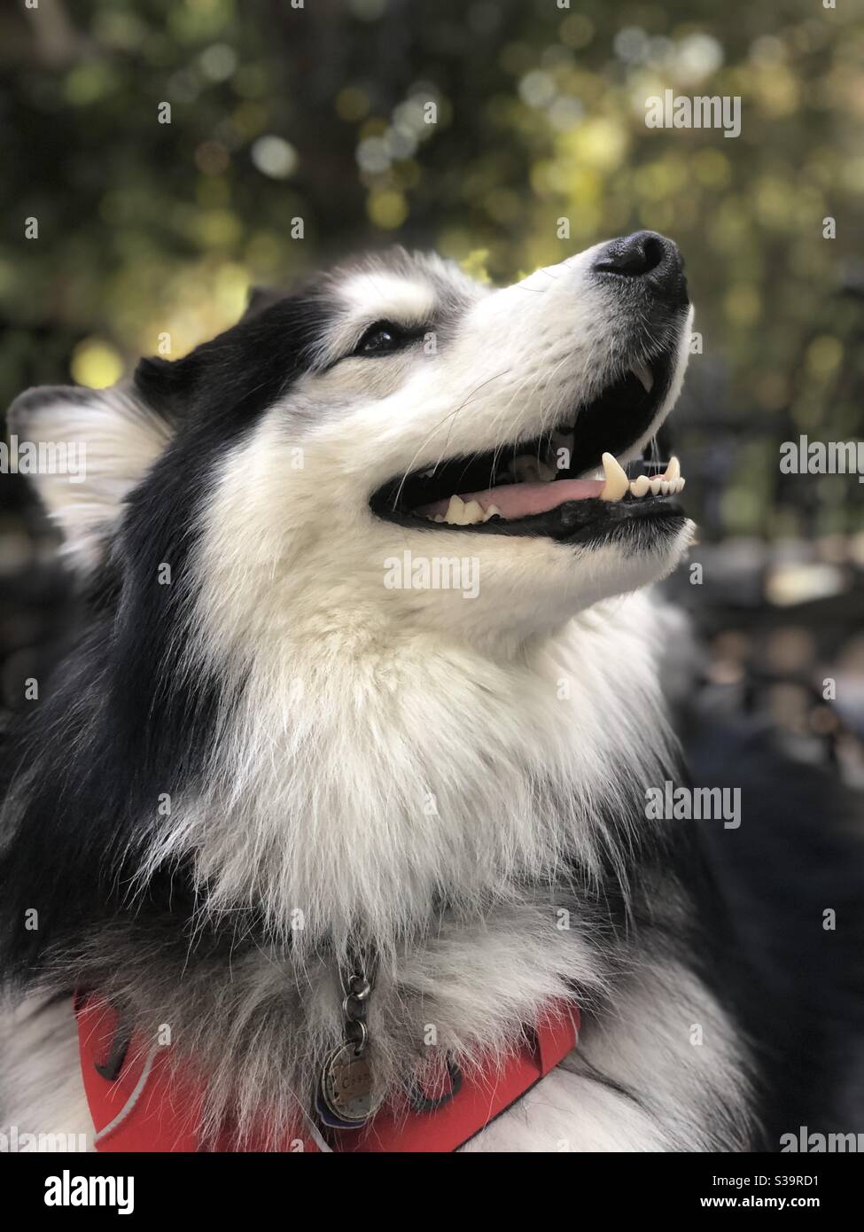 Belle razze di cani immagini e fotografie stock ad alta risoluzione - Alamy