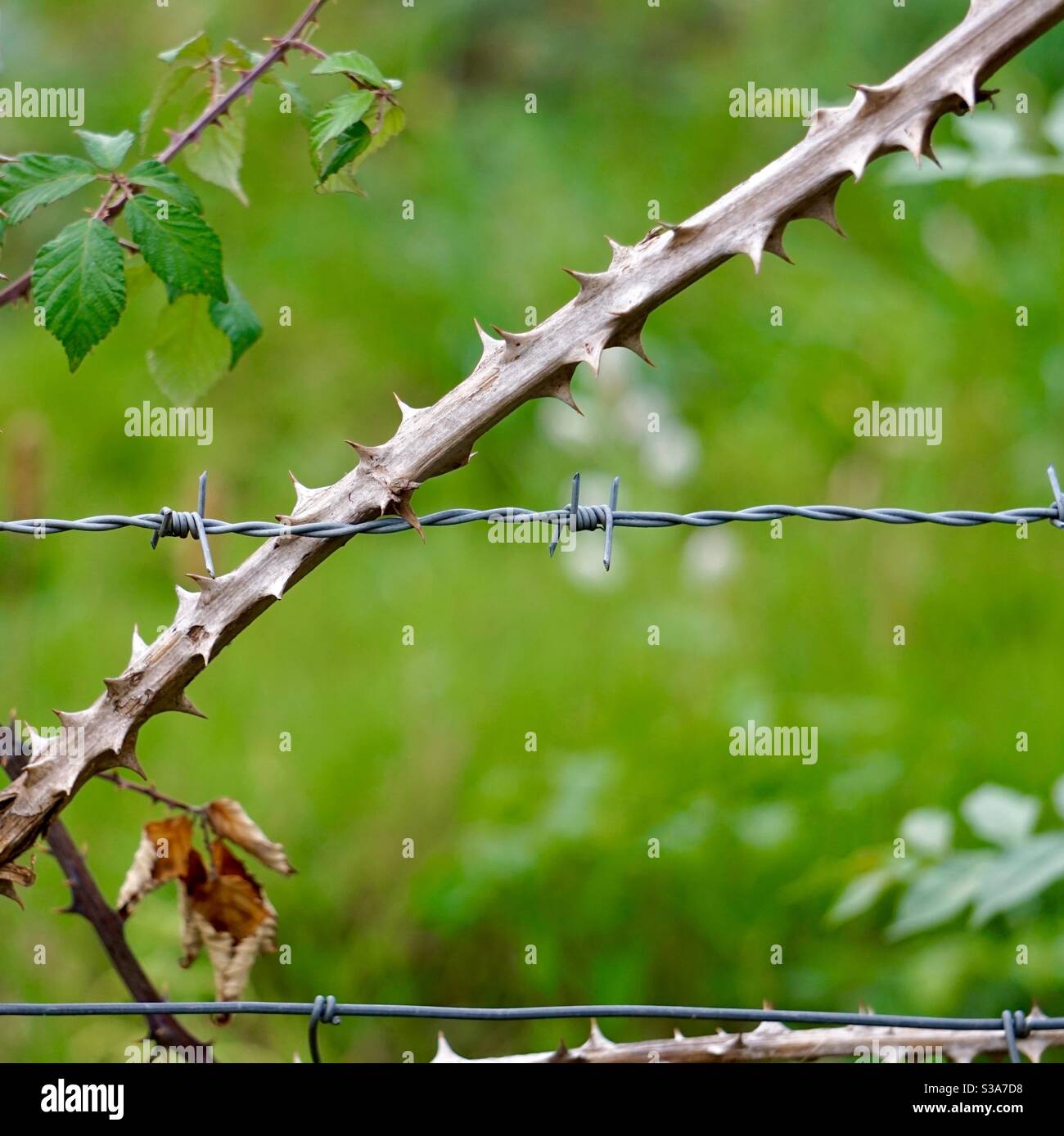 Pianta spinata immagini e fotografie stock ad alta risoluzione - Alamy