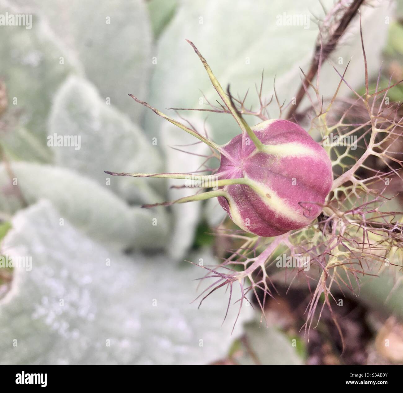 Seme di rosa canina immagini e fotografie stock ad alta risoluzione - Alamy