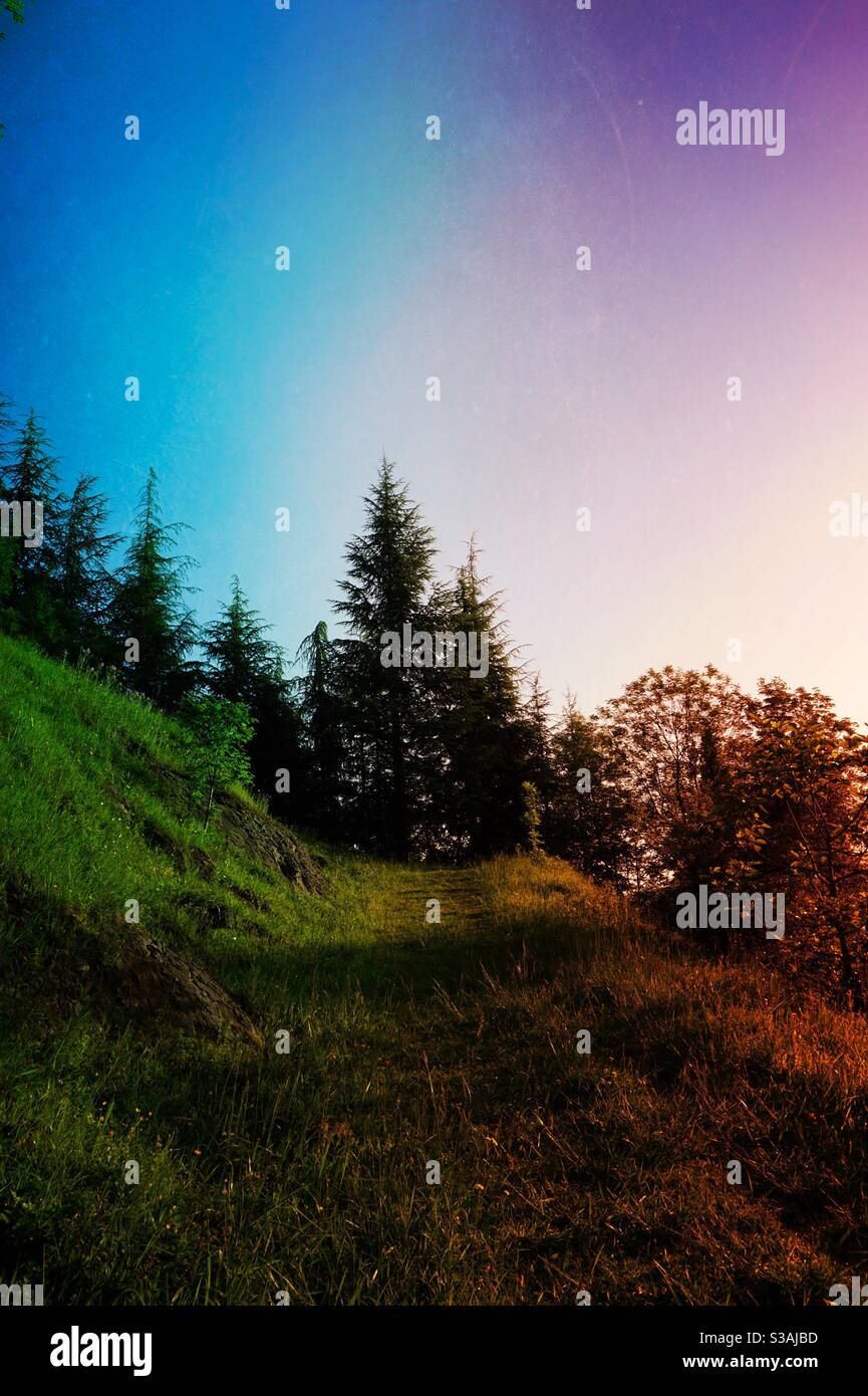 Pini di montagna immagini e fotografie stock ad alta risoluzione - Alamy