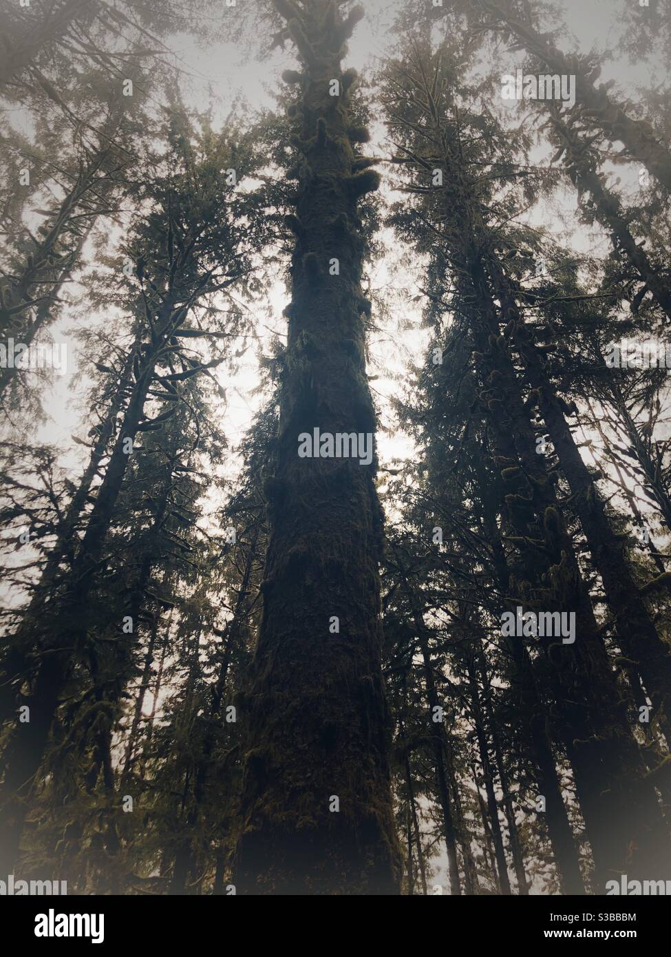 Alberi ad alto fusto in una foresta immagini e fotografie stock ad alta ...