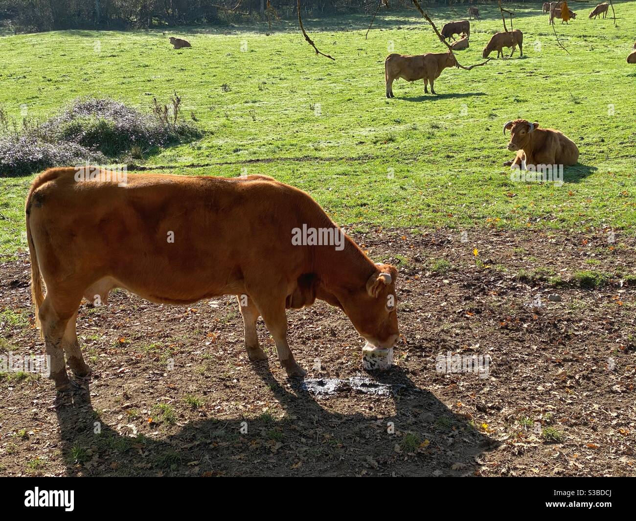 Leccate di mucche immagini e fotografie stock ad alta risoluzione - Alamy