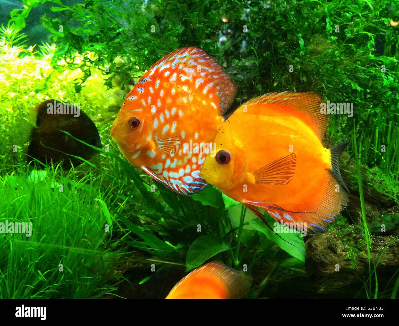 Pesce arancione discus immagini e fotografie stock ad alta risoluzione ...