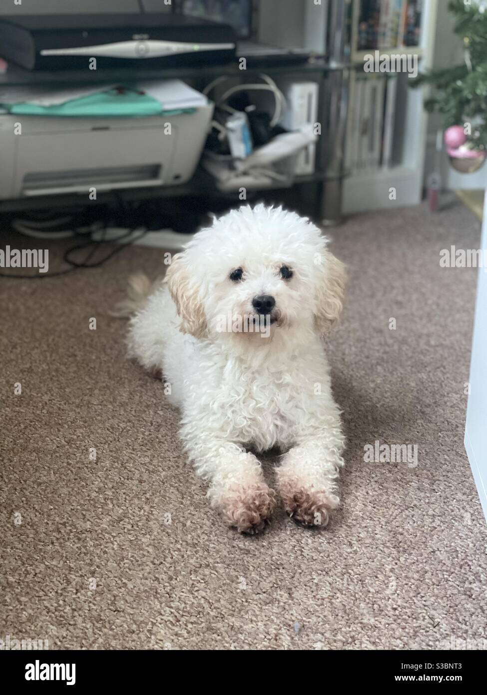 Maltipoo adulto immagini e fotografie stock ad alta risoluzione - Alamy