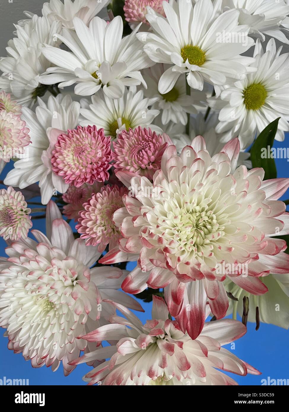 Mazzo di crisantemi immagini e fotografie stock ad alta risoluzione - Alamy