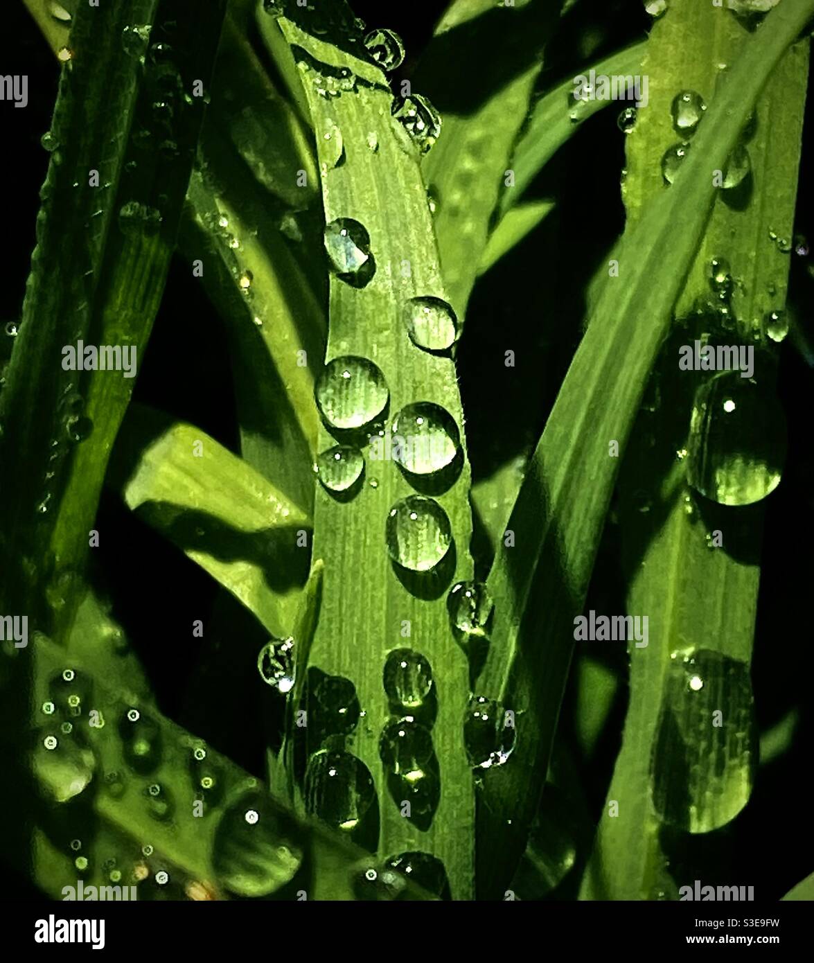 Rugiada sulle foglie immagini e fotografie stock ad alta risoluzione ...