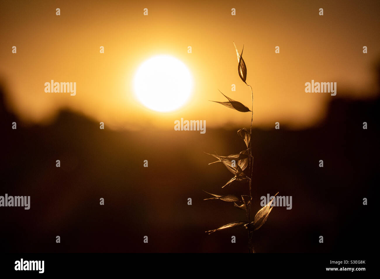 Avena selvatica immagini e fotografie stock ad alta risoluzione - Alamy