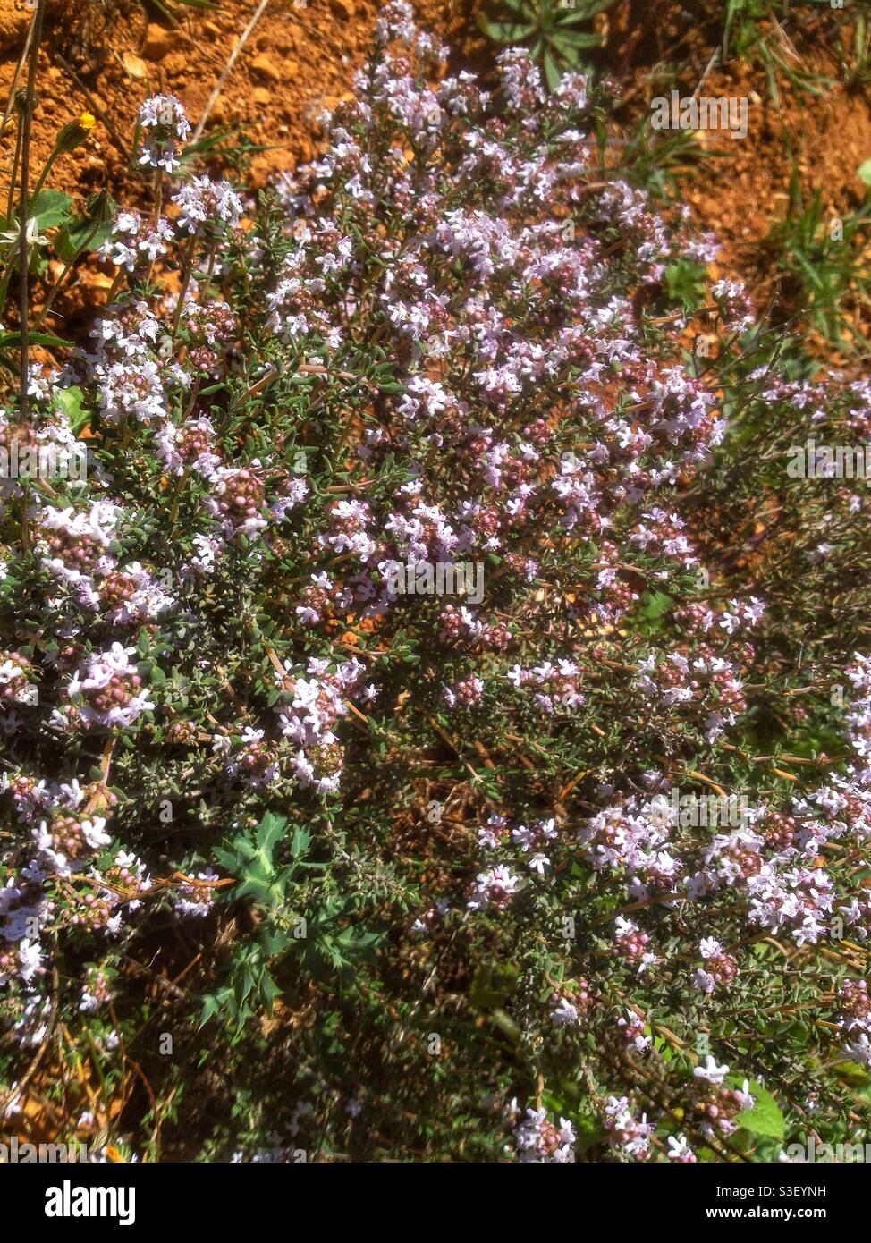 Pianta di gariga mediterranea immagini e fotografie stock ad alta ...
