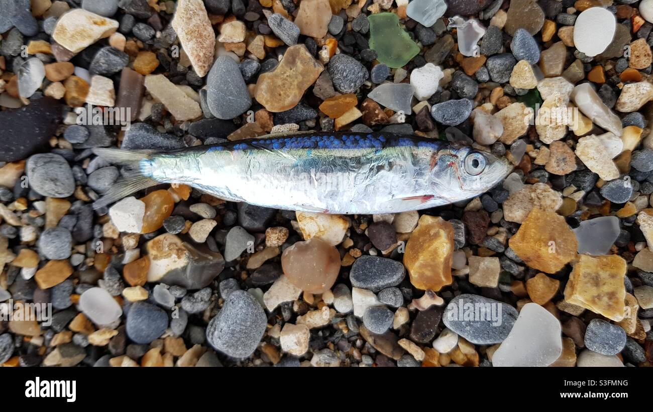 Pesce sdraiato sulla spiaggia immagini e fotografie stock ad alta ...