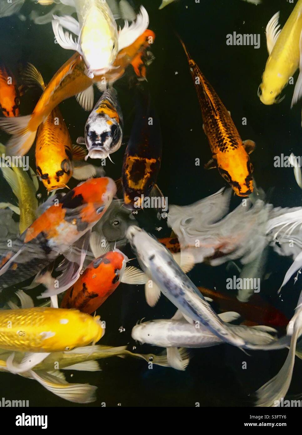 Carpa koi arancio e nero immagini e fotografie stock ad alta ...