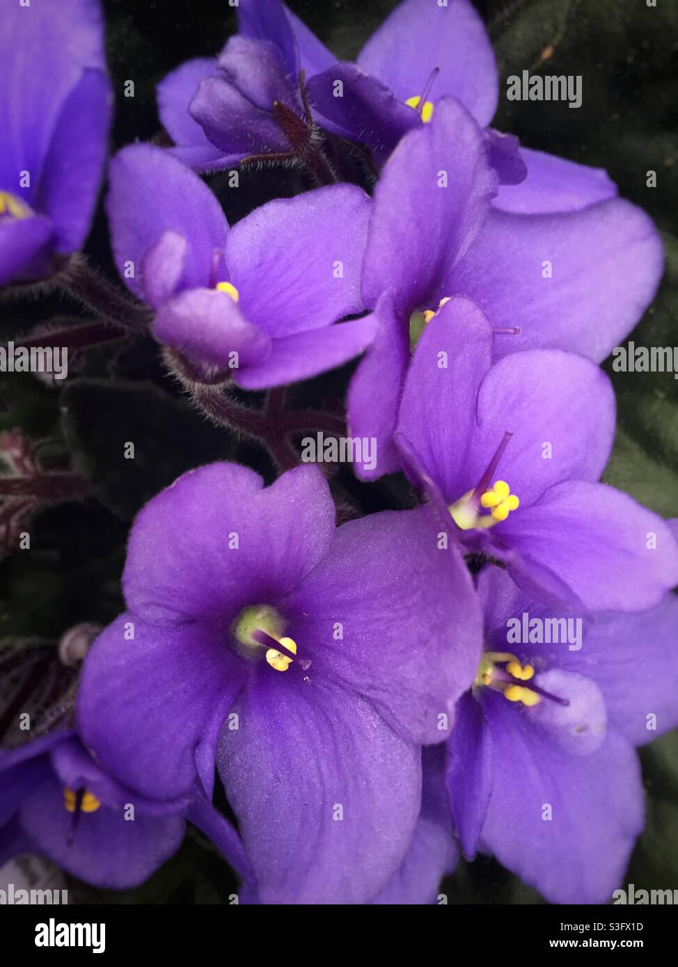 Fiore viola africano immagini e fotografie stock ad alta risoluzione ...