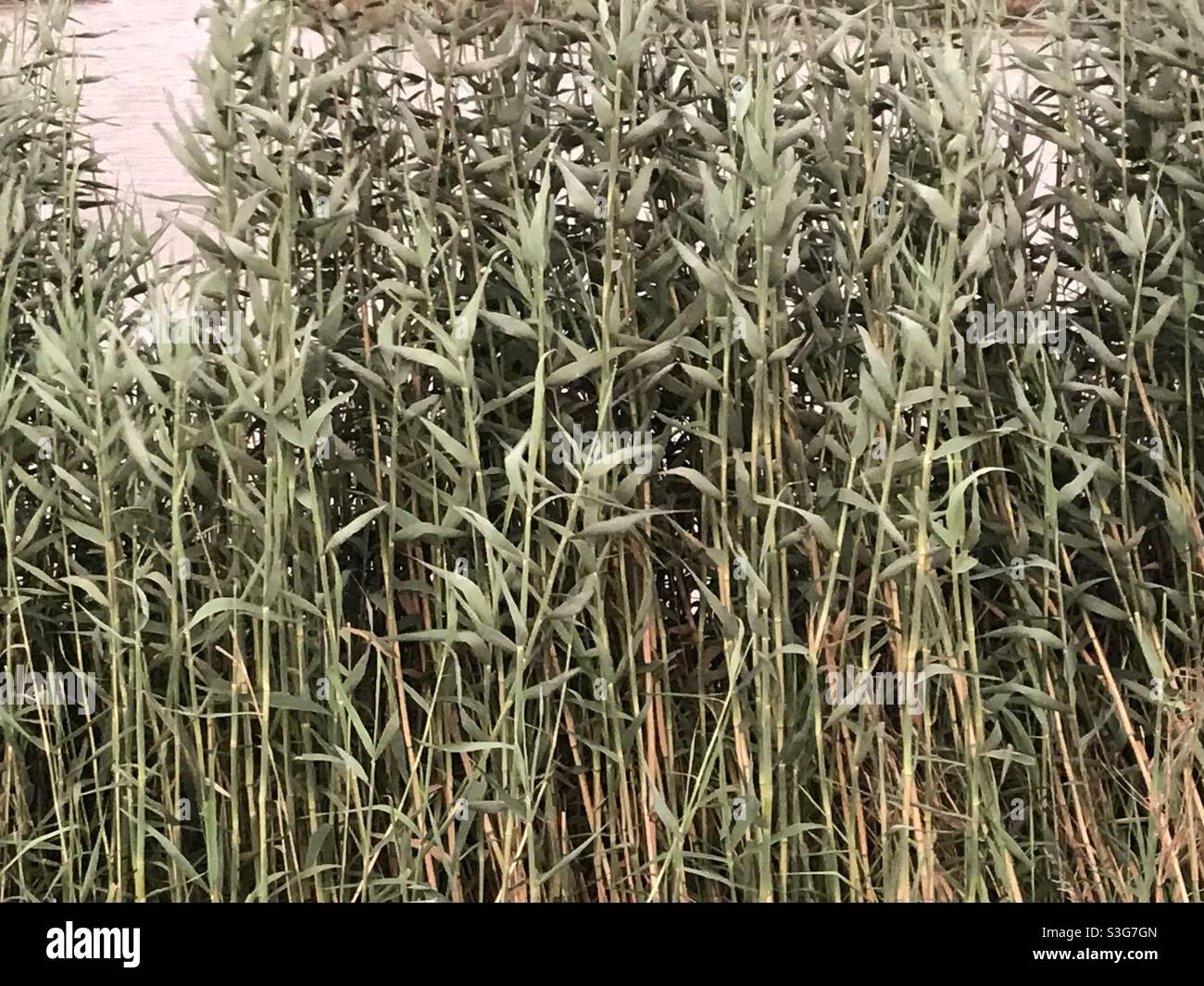 Erba gigante immagini e fotografie stock ad alta risoluzione - Alamy