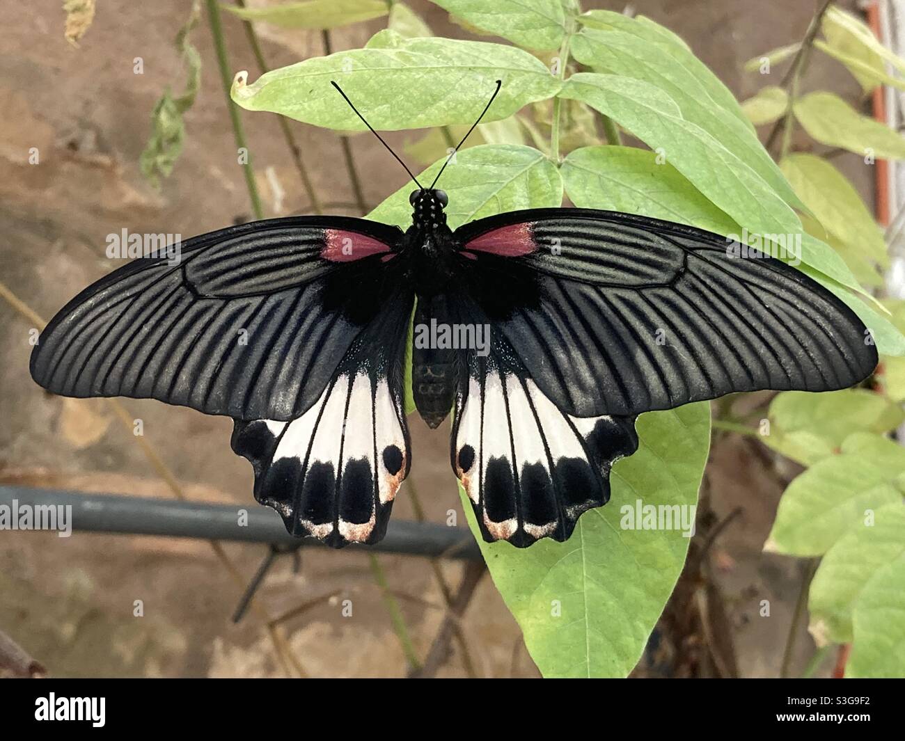 Farfalla rossa bianca nera immagini e fotografie stock ad alta ...