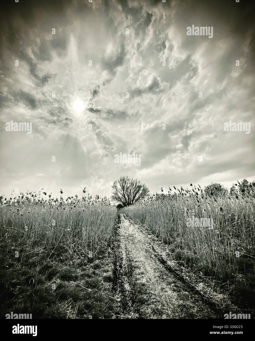 Campi in bianco e nero immagini e fotografie stock ad alta risoluzione ...