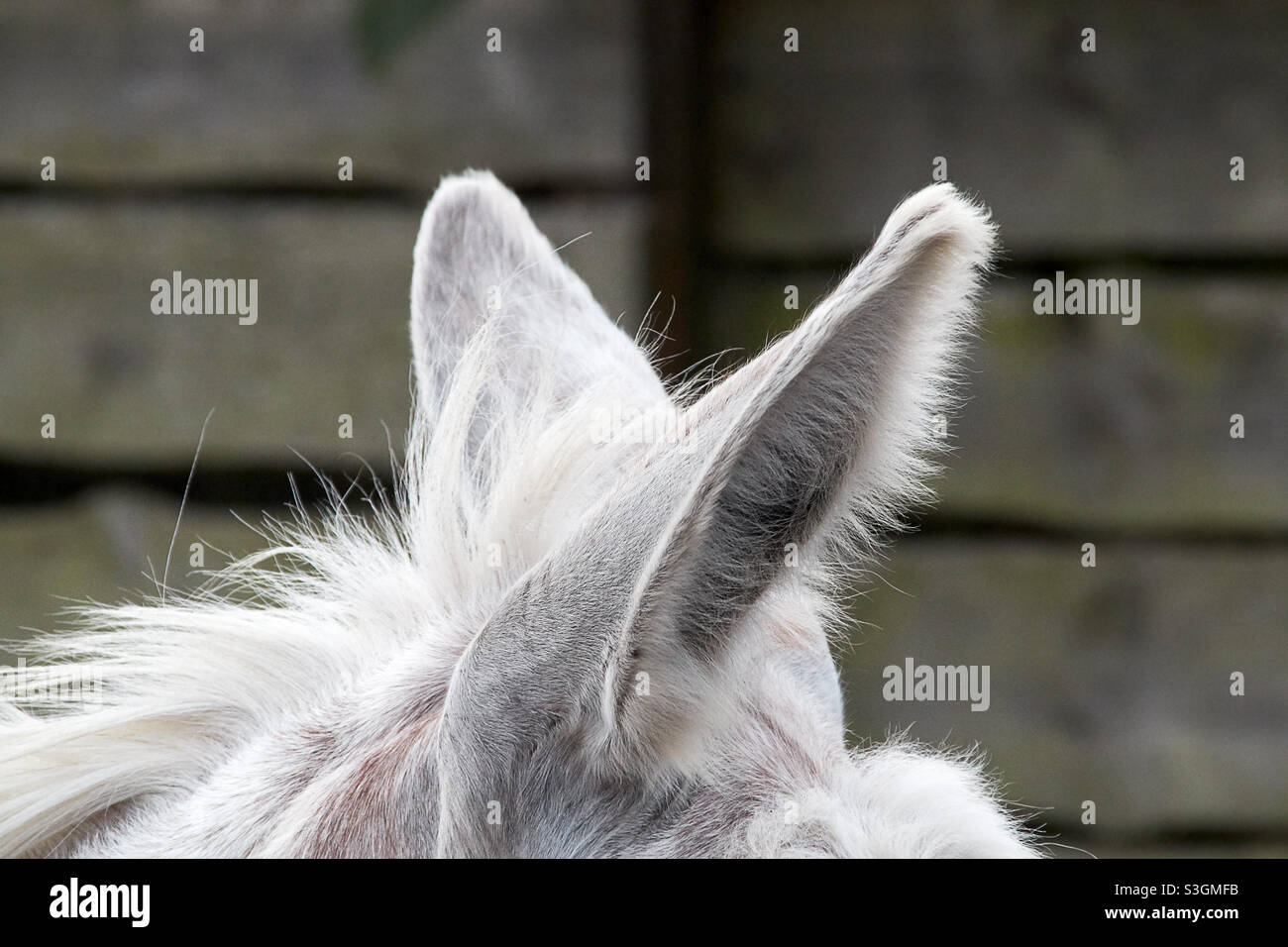 Profilo laterale del cavallo bianco con asino immagini e fotografie ...