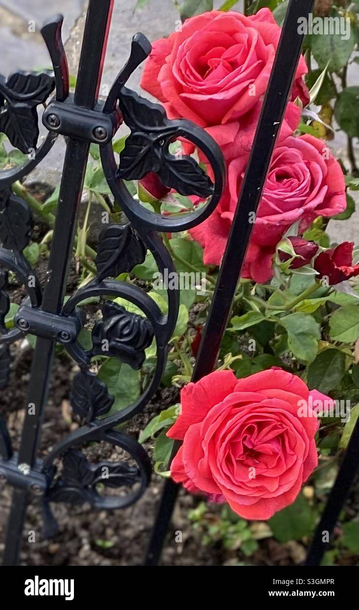 Splendide rose rosse immagini e fotografie stock ad alta risoluzione ...