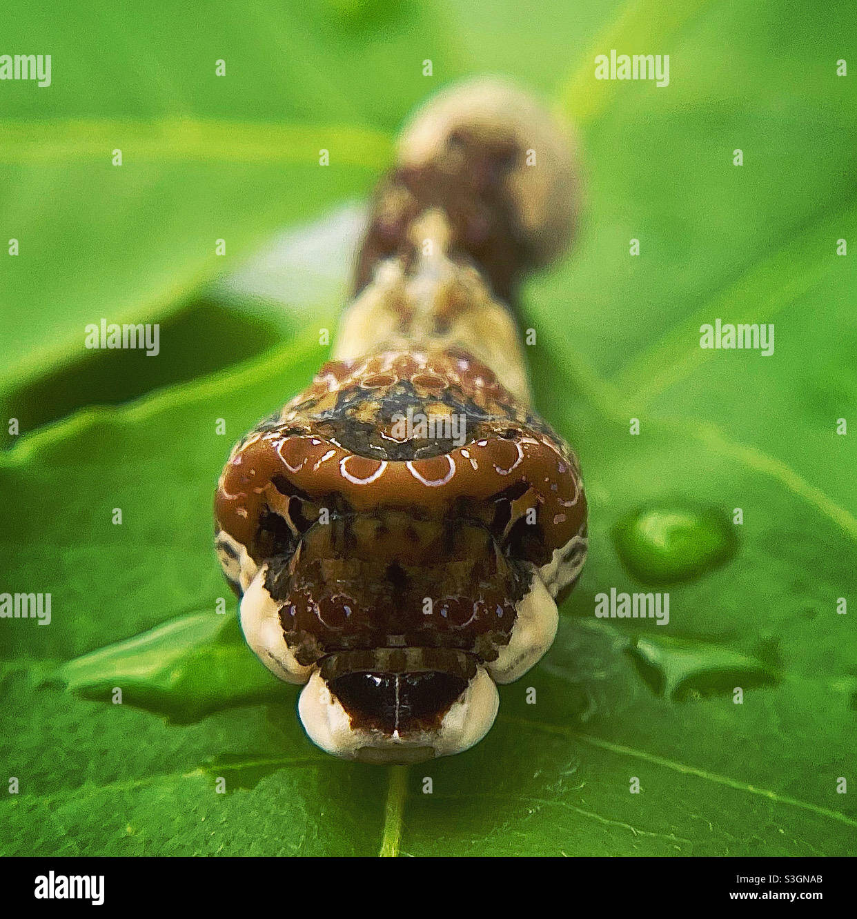 Bruco che sembra un serpente immagini e fotografie stock ad alta ...