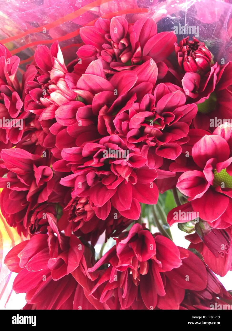 Sämlinge von blumen immagini e fotografie stock ad alta risoluzione - Alamy