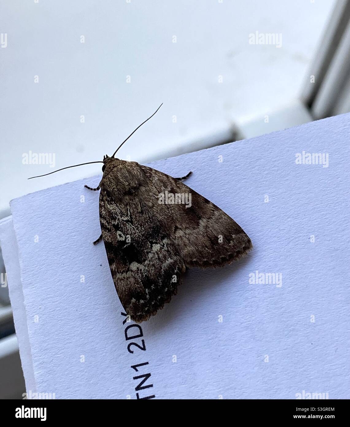 Falena marrone immagini e fotografie stock ad alta risoluzione - Alamy