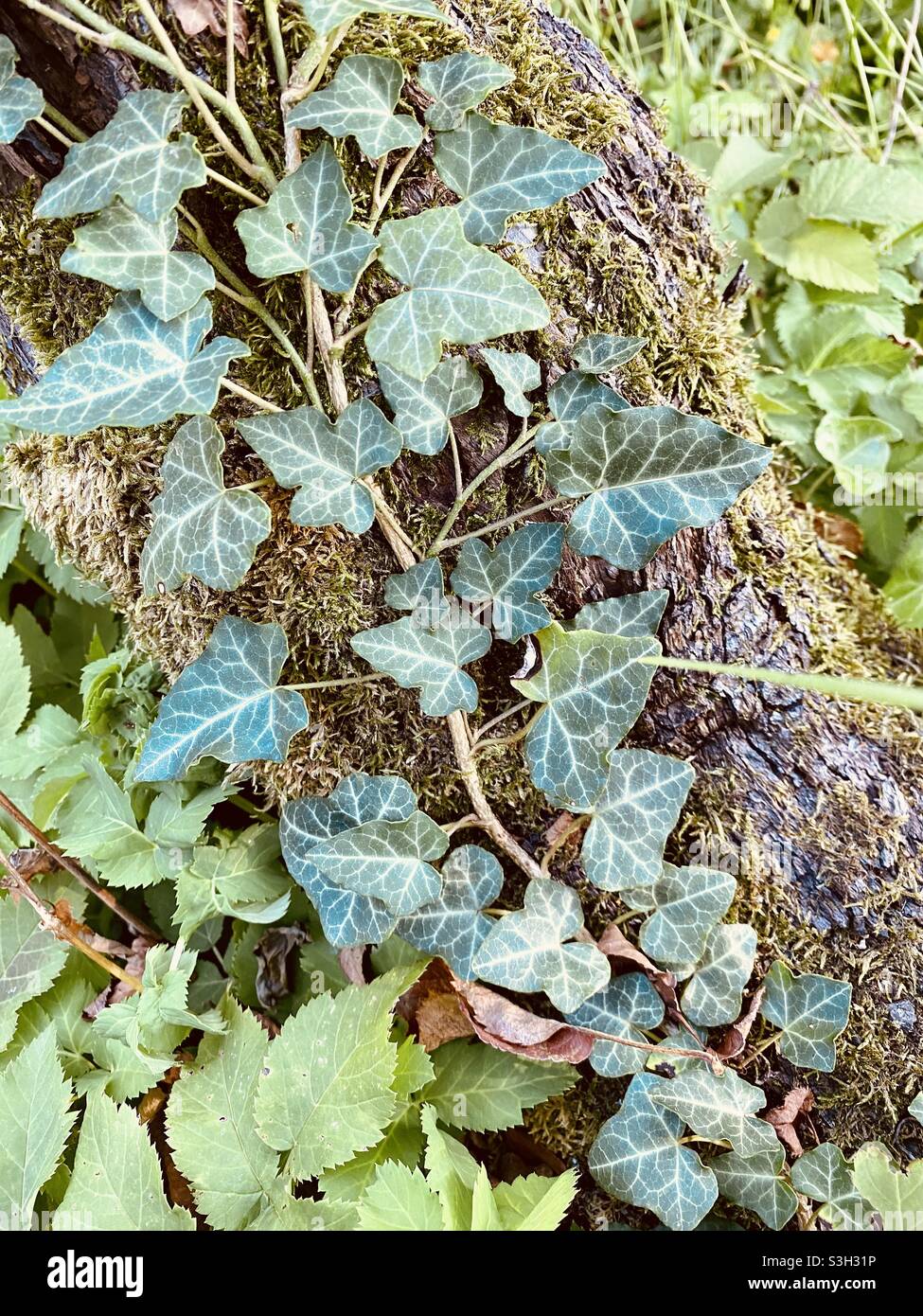 Albero della vite immagini e fotografie stock ad alta risoluzione - Alamy