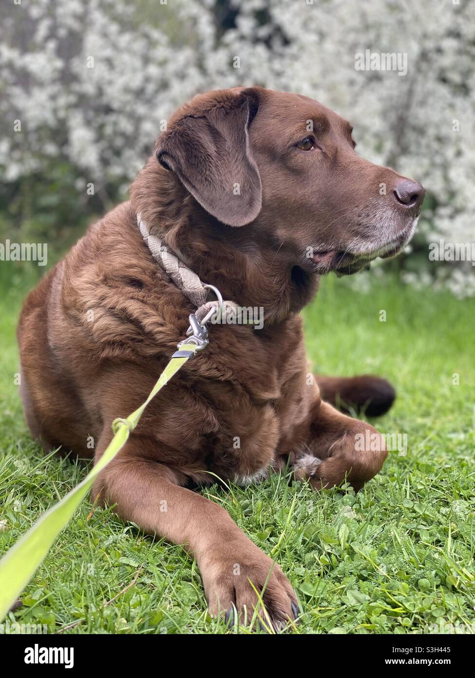Labrador marrone immagini e fotografie stock ad alta risoluzione - Alamy