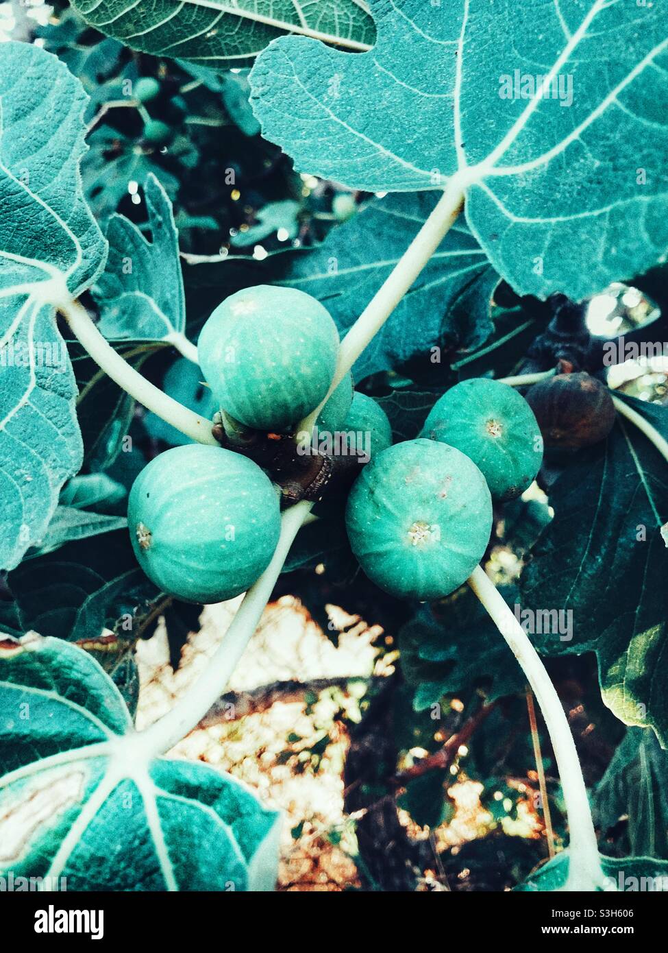 Frutto dell'albero di fico immagini e fotografie stock ad alta ...