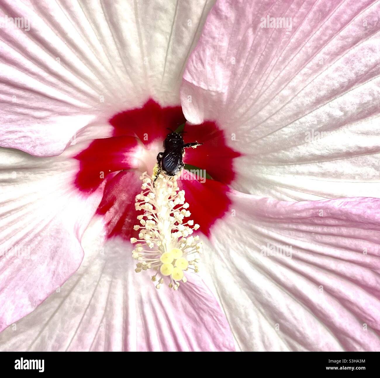 Ape nera immagini e fotografie stock ad alta risoluzione - Alamy