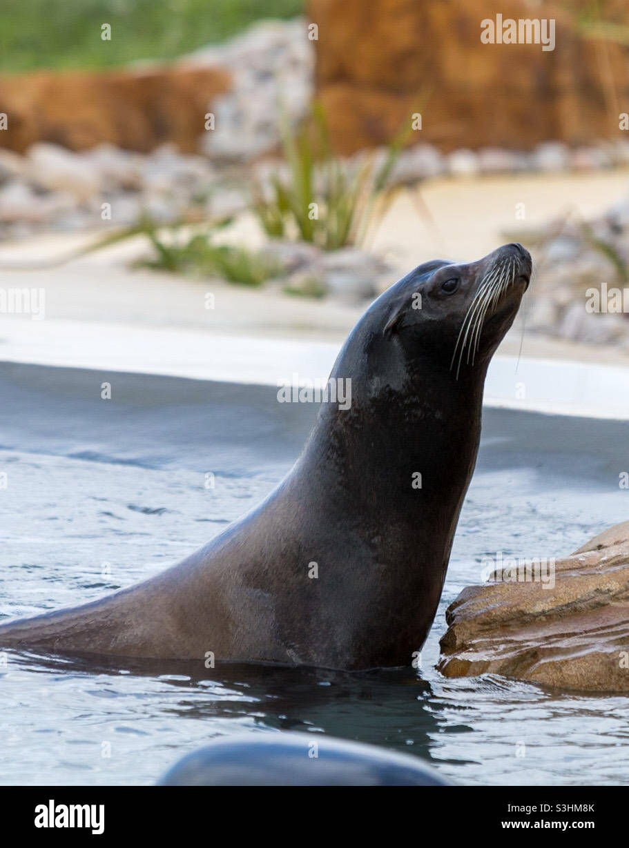 Animali e fauna selvatica immagini e fotografie stock ad alta ...