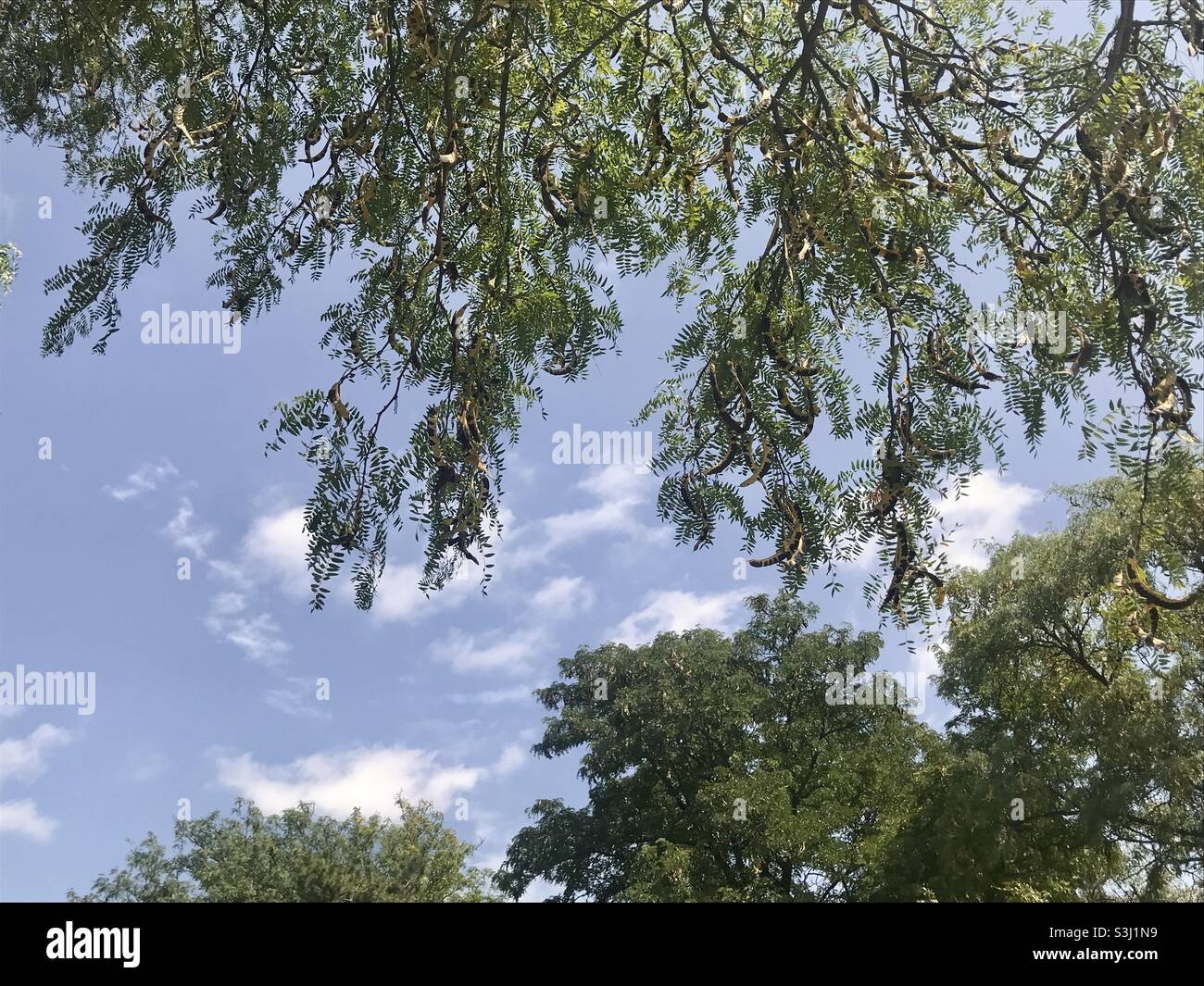 Rami velo immagini e fotografie stock ad alta risoluzione - Alamy