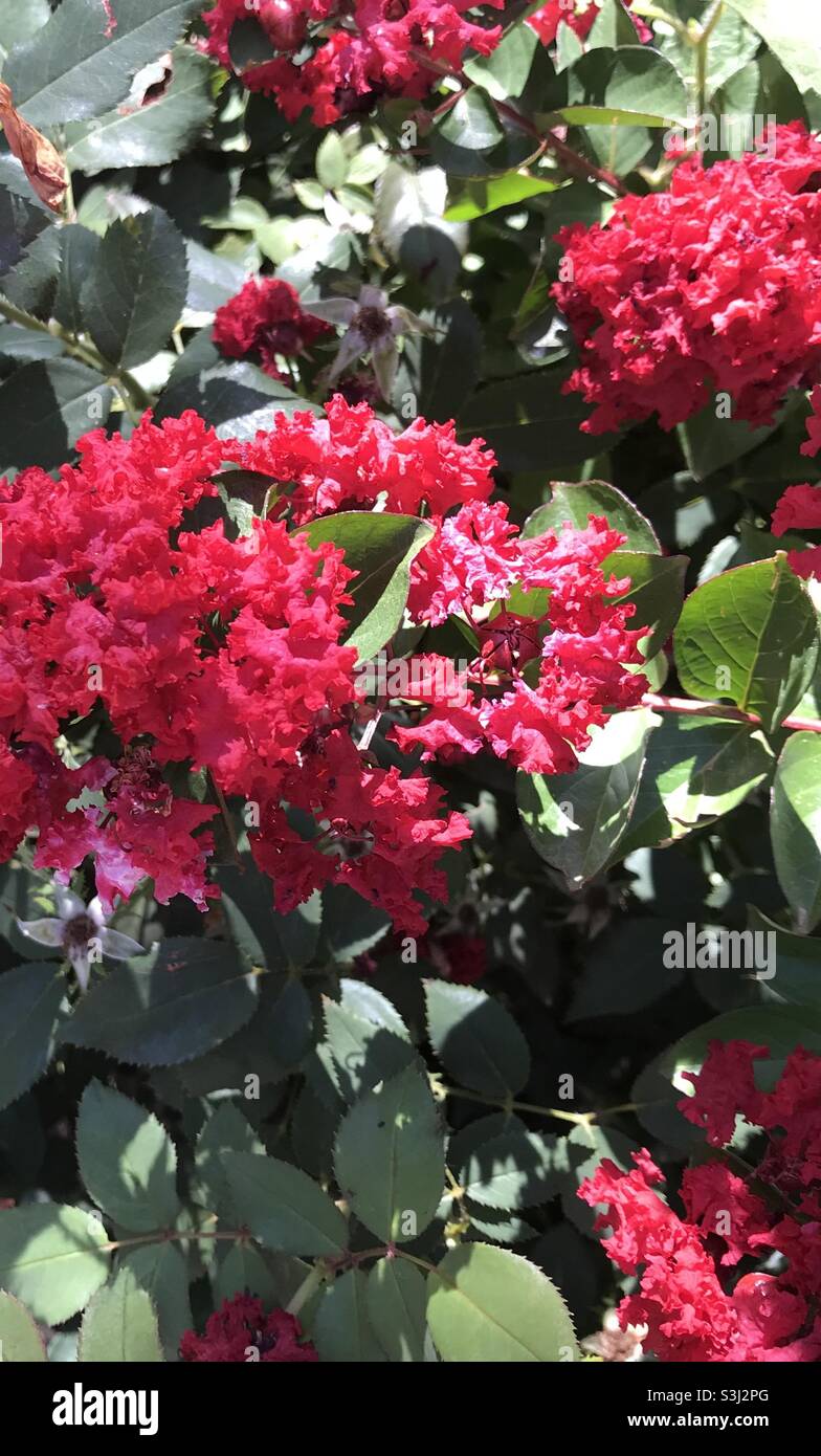 Delicati fiori rosa e rossi immagini e fotografie stock ad alta ...