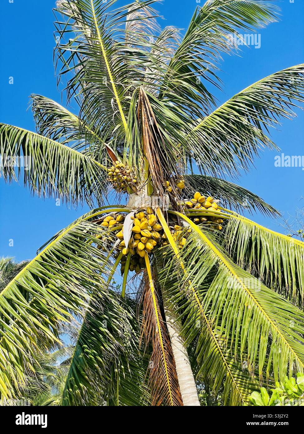 Coconut tree maldives immagini e fotografie stock ad alta risoluzione ...