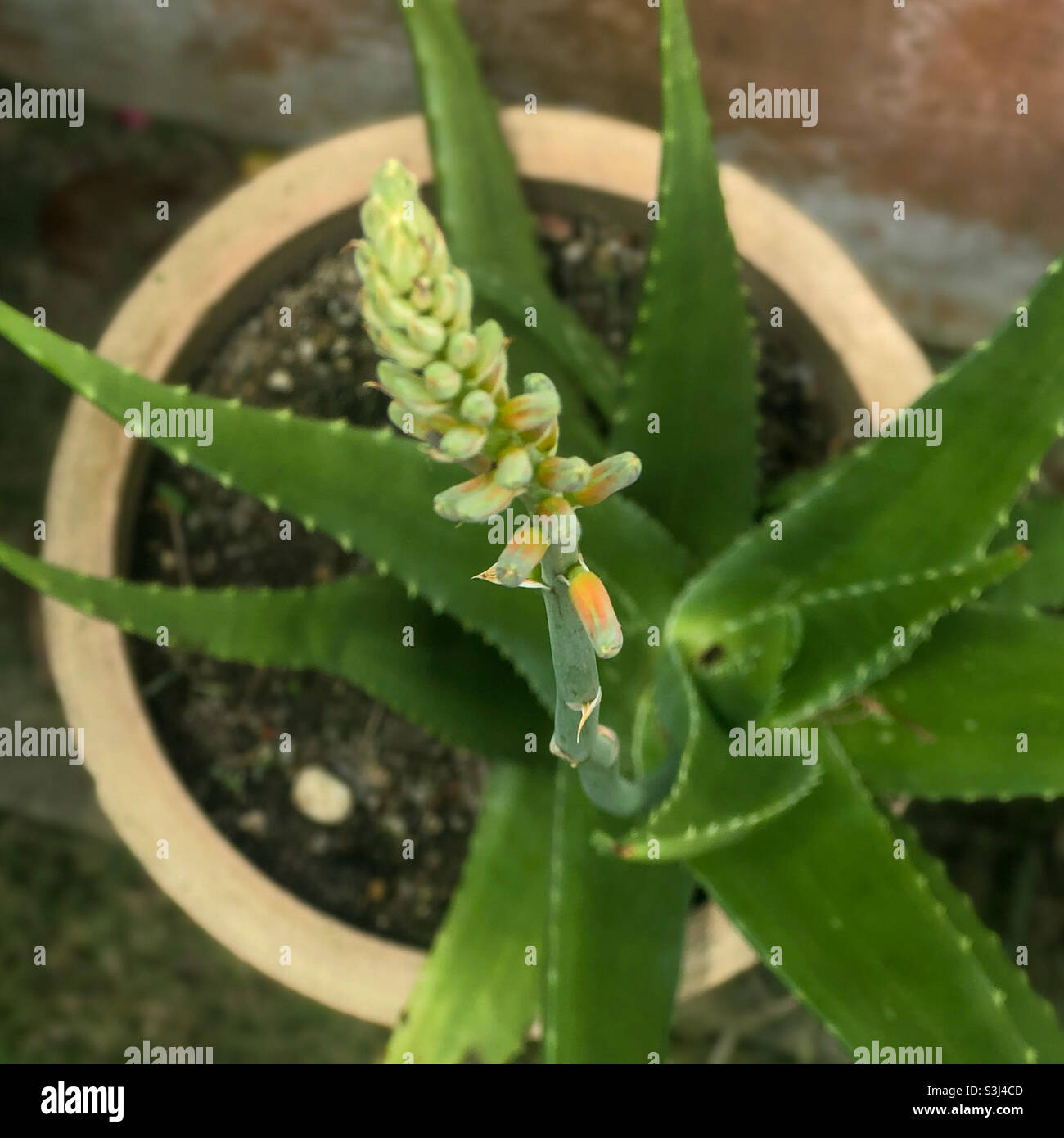 Fiore di aloe vera immagini e fotografie stock ad alta risoluzione - Alamy