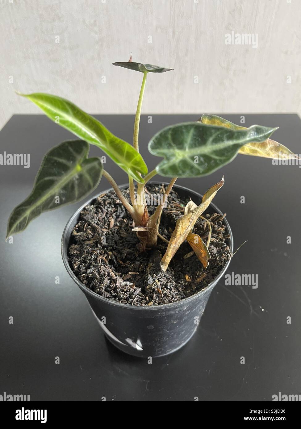 Pianta da interno immagini e fotografie stock ad alta risoluzione - Alamy