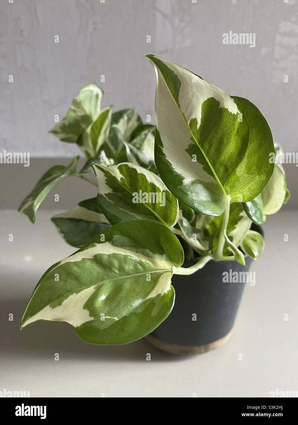 Pianta da interno immagini e fotografie stock ad alta risoluzione - Alamy