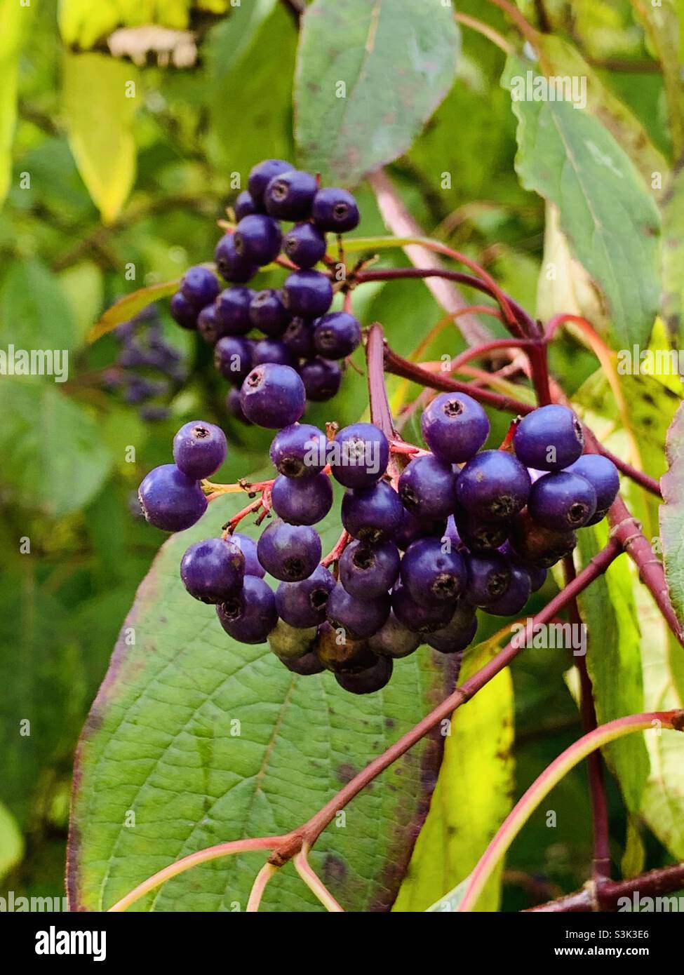 Bacche viola immagini e fotografie stock ad alta risoluzione - Alamy