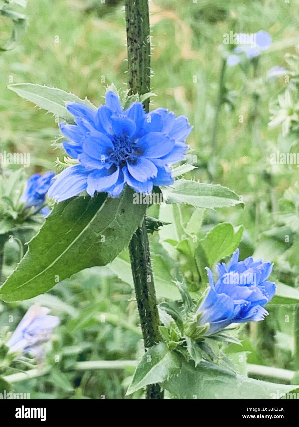 Cicoria selvatica immagini e fotografie stock ad alta risoluzione - Alamy