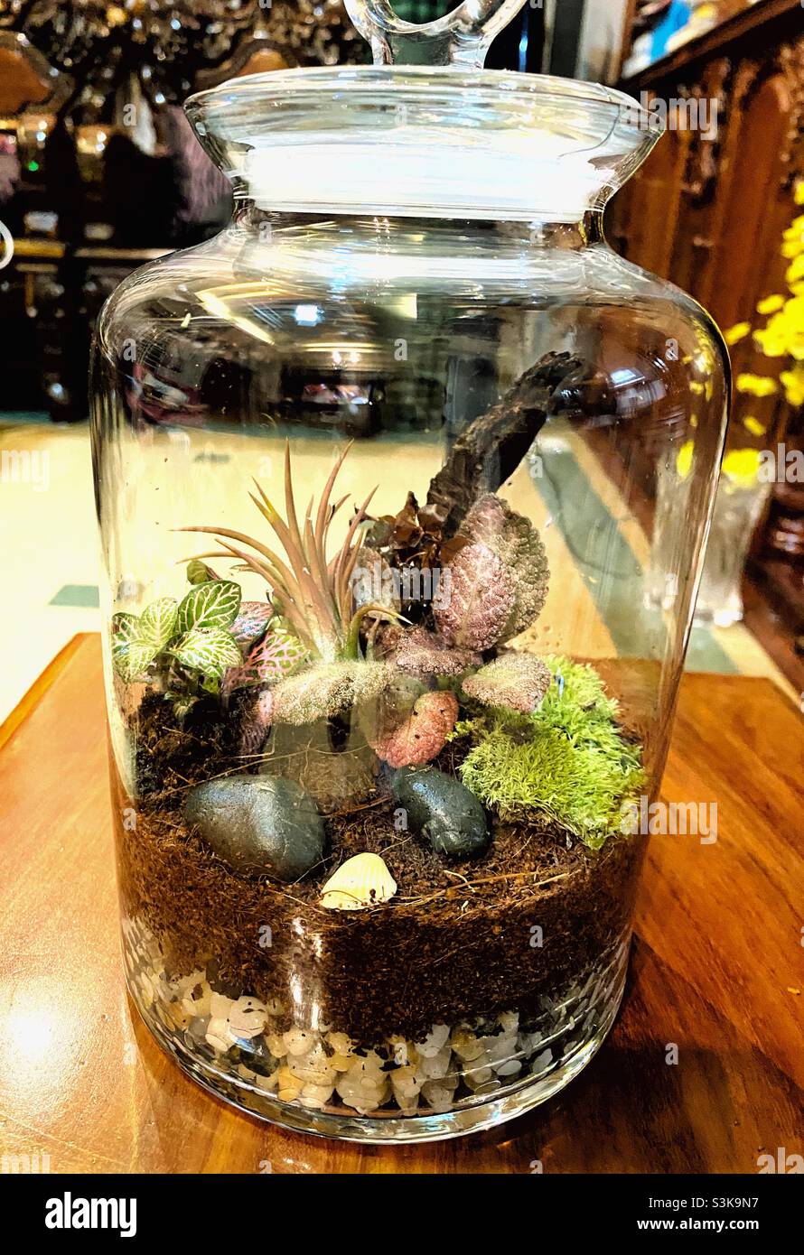 Piante di terrario immagini e fotografie stock ad alta risoluzione - Alamy