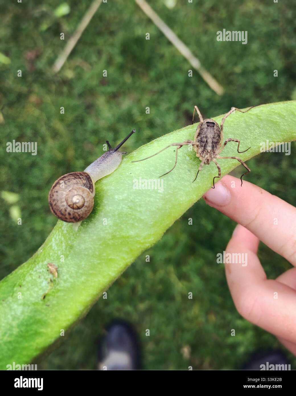 Creepy bugs immagini e fotografie stock ad alta risoluzione - Alamy