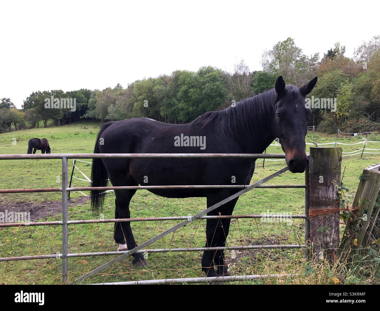 Cavallo e alberi immagini e fotografie stock ad alta risoluzione - Alamy