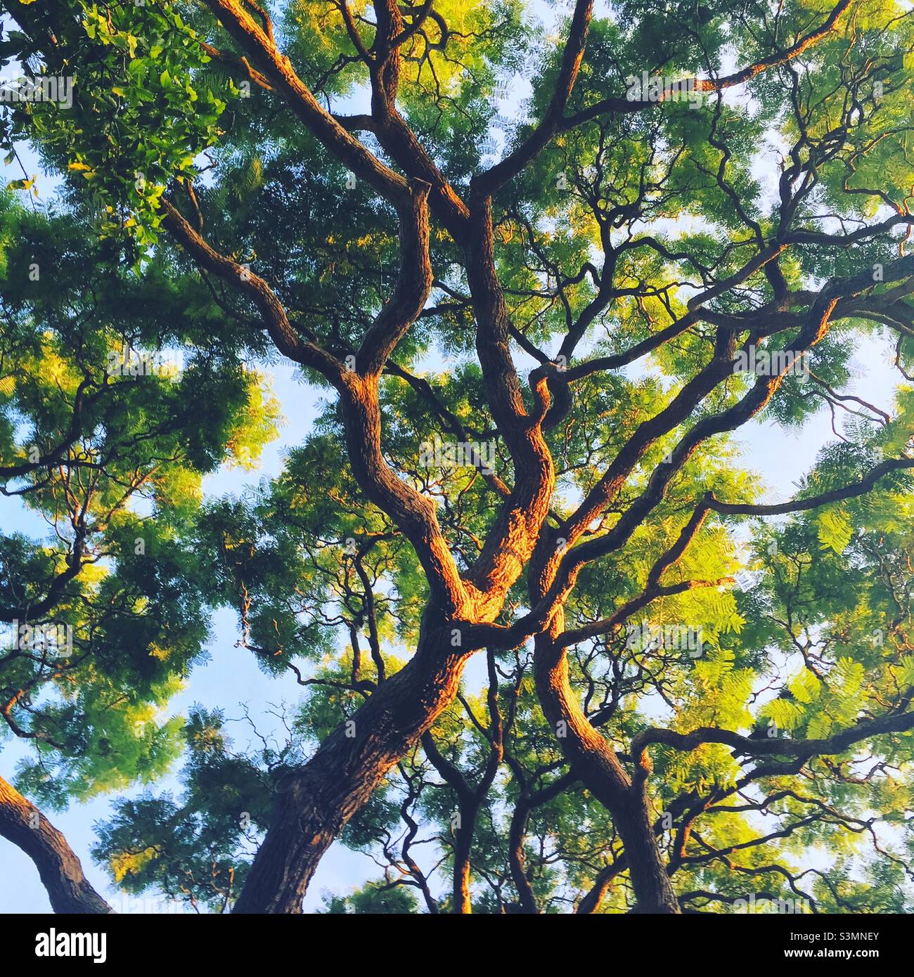 Tronco di ramo di un albero immagini e fotografie stock ad alta ...