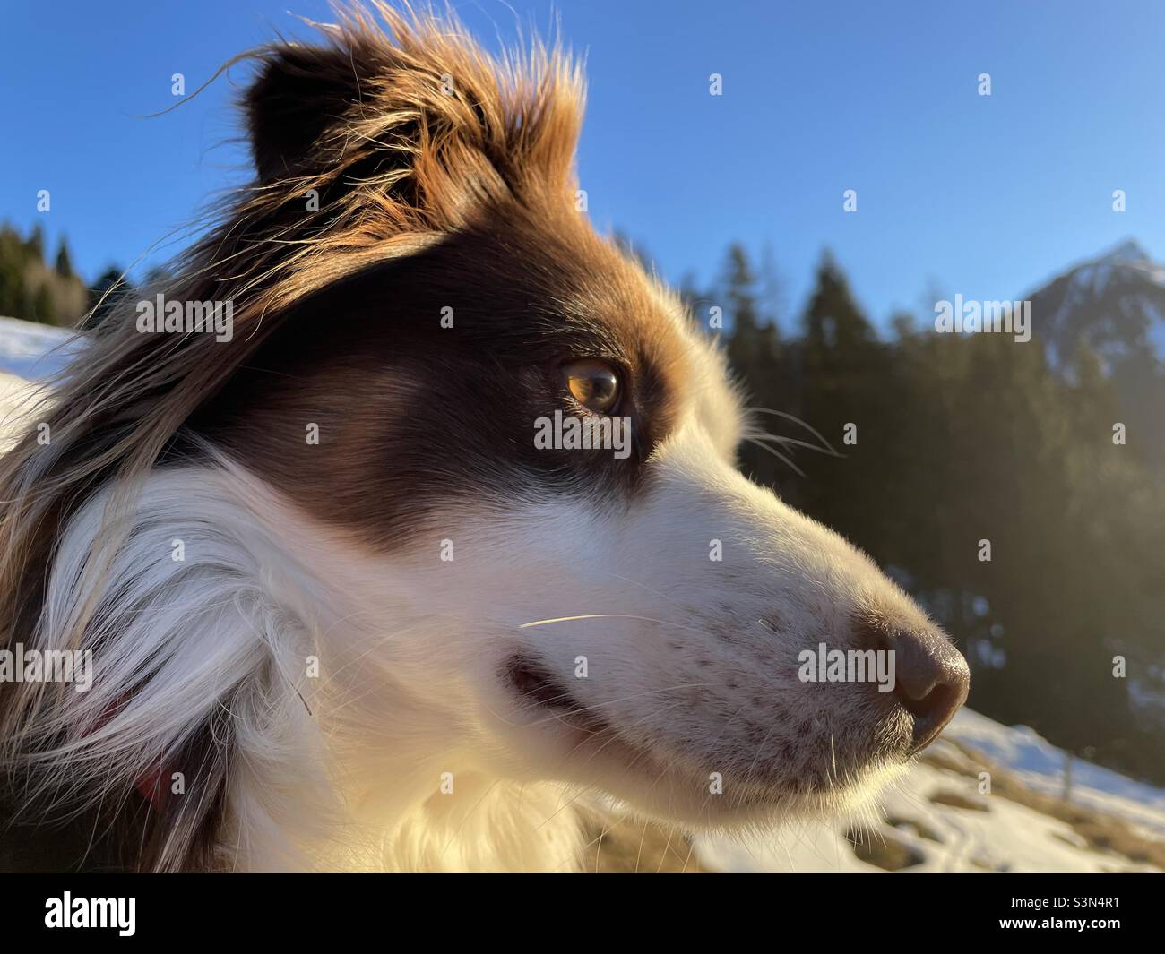 Pastore australiano tricolore rosso immagini e fotografie stock ad alta ...