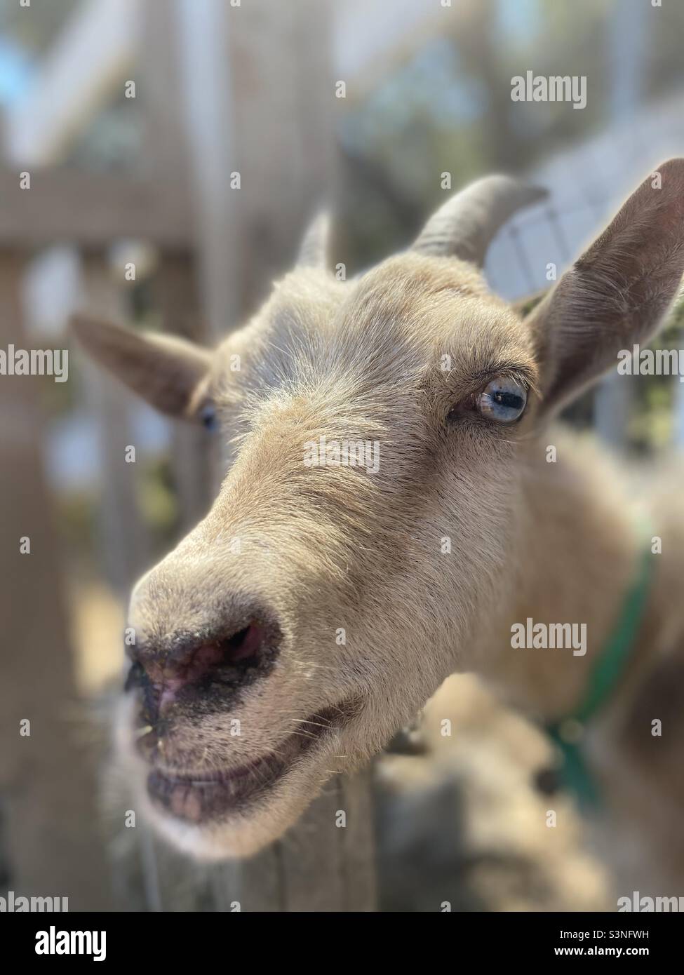 Capra sorridente immagini e fotografie stock ad alta risoluzione - Alamy