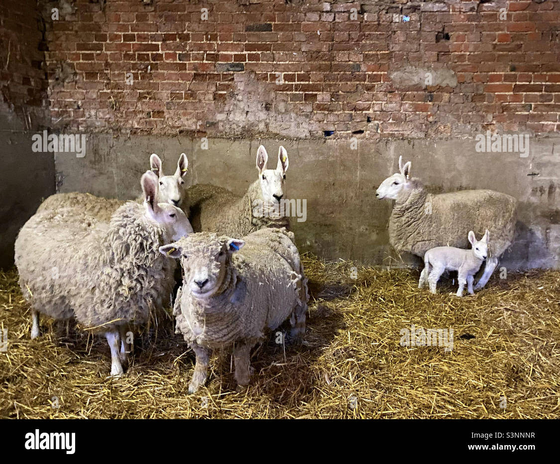 Pecore con orecchie da coniglio immagini e fotografie stock ad alta ...