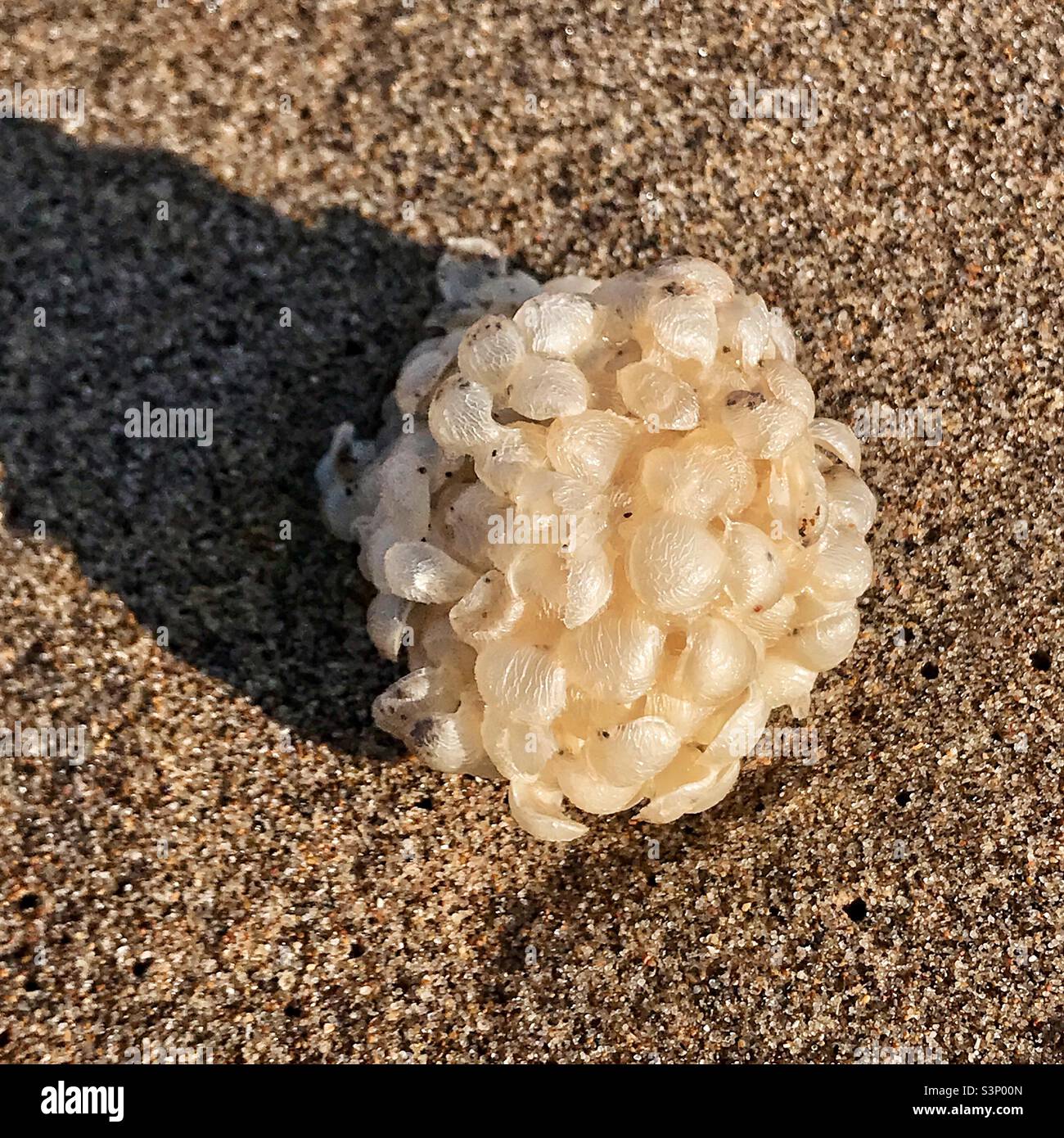 Nuvola di uova di buccina immagini e fotografie stock ad alta ...