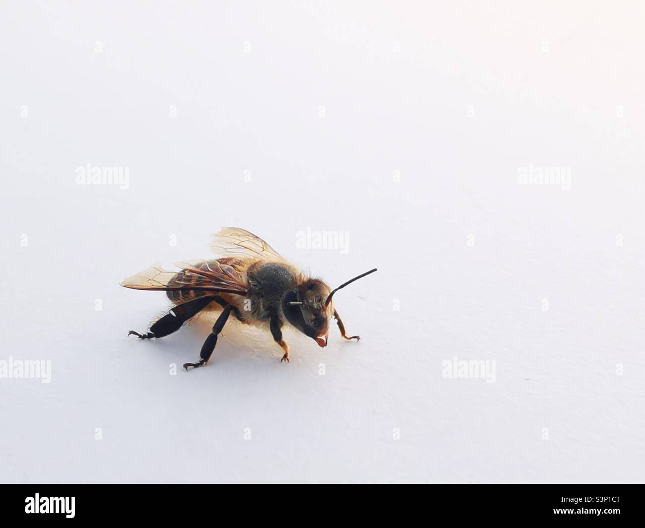 Ape curiosa immagini e fotografie stock ad alta risoluzione - Alamy