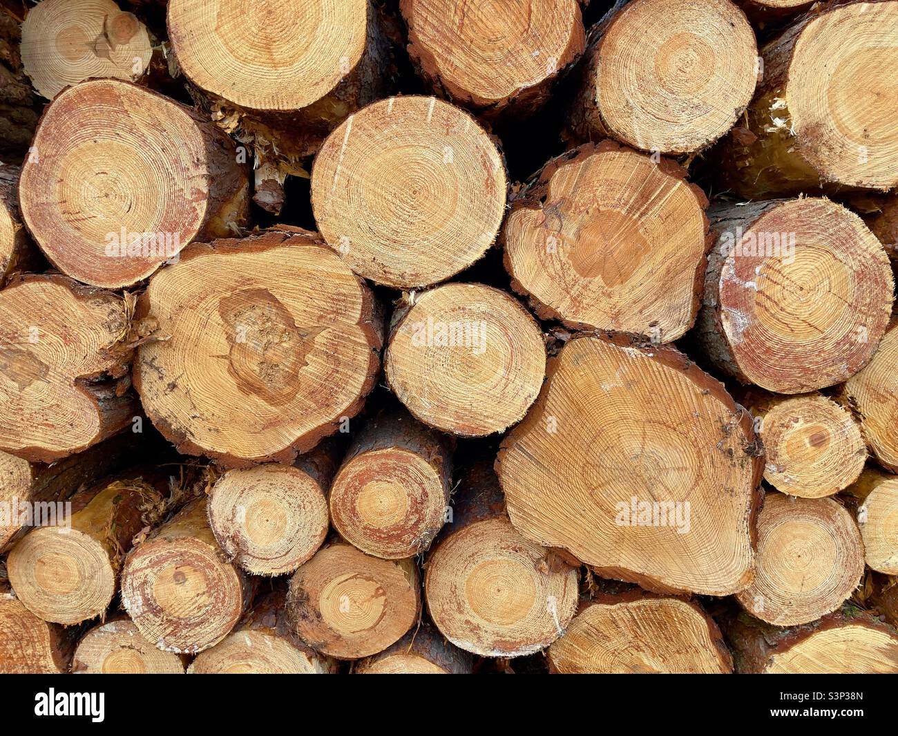 Legname segato immagini e fotografie stock ad alta risoluzione - Alamy