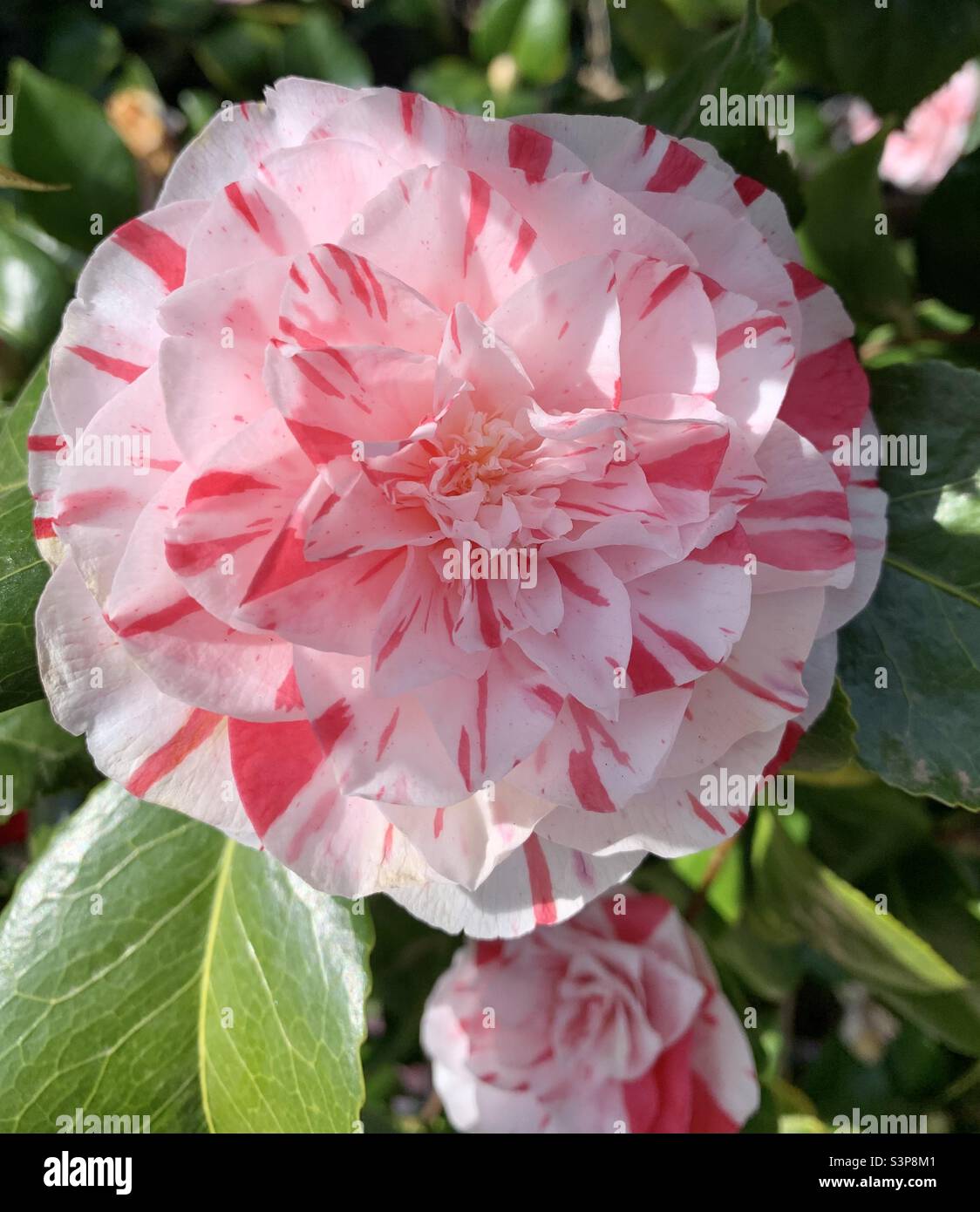 Camelia rosa e bianca immagini e fotografie stock ad alta risoluzione ...