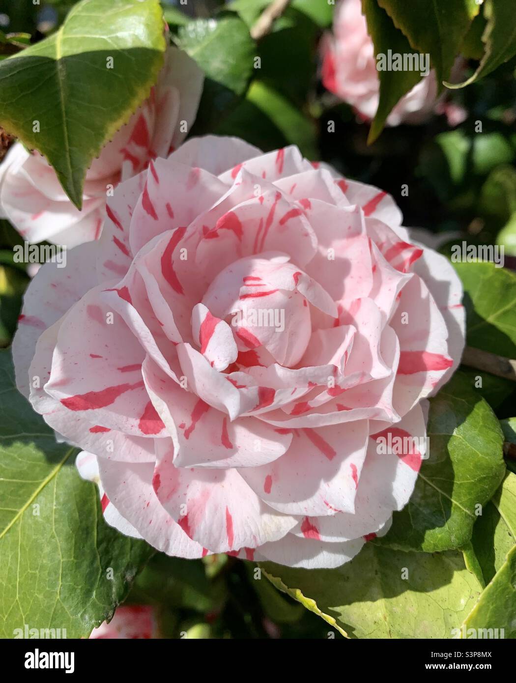 Camelia rosa e bianca immagini e fotografie stock ad alta risoluzione ...
